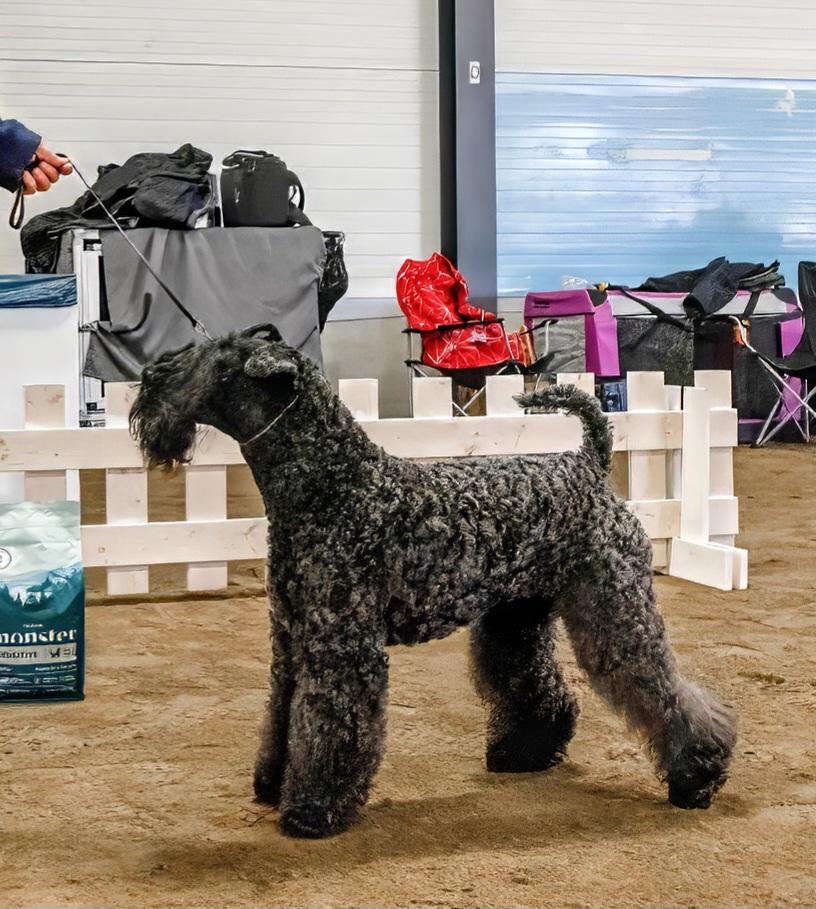 Kerrynterrieri 2025 - Kerry- ja vehnäterrierikerho